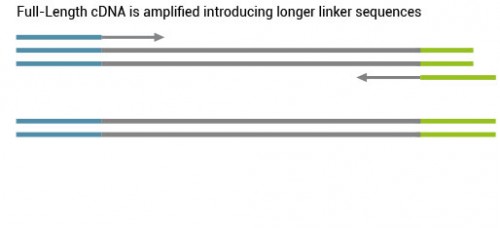 Enhance Your RNA Research with Full-Length cDNA Amplification