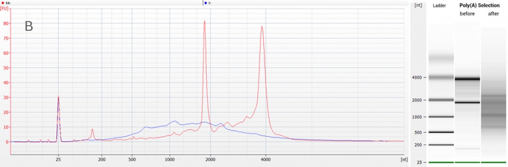 Poly(A) RNA Selection Kit V1.5 – Molecular Products Co.