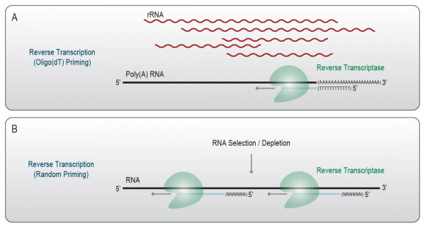 RNA-Seq Library Preparation | RNA Lexicon