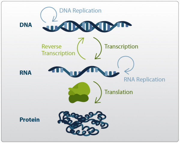 RNA-Seq Library Preparation | RNA Lexicon