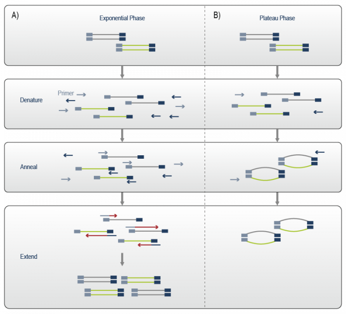 Library Preparation Quality Control and Quantification | RNA Lexicon