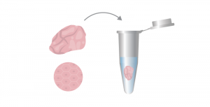 RNA/DNA Preservation Solution: Protecting Fragile Samples