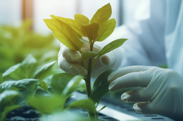 Plant rRNA Depletion Kit for Clearer RNA-Seq Data